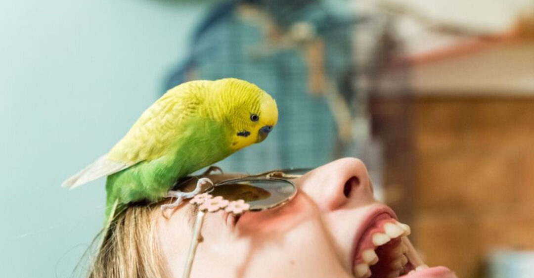 12 Essential Things Every Budgie Owner Needs To Know