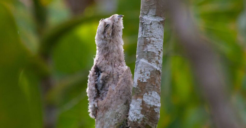 12 Facts About The Great Potoo: The 'Tree Stump' Bird That Can See With ...