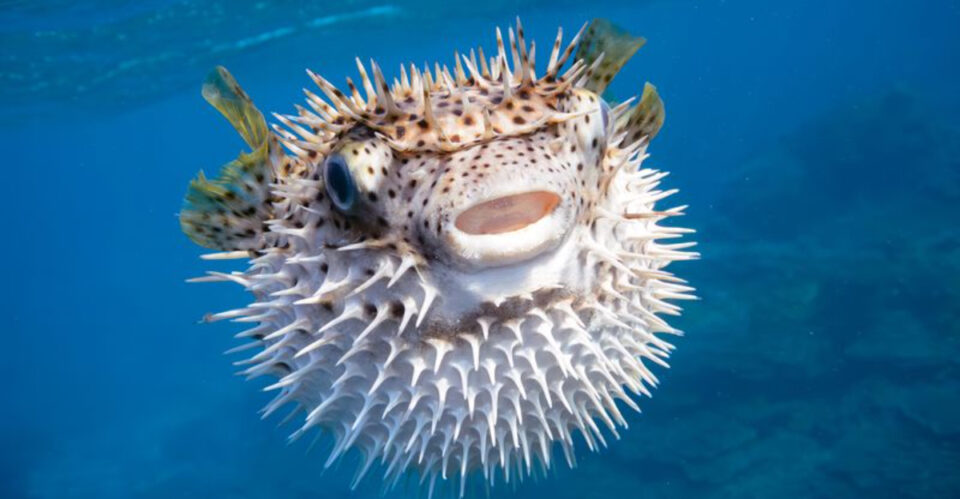 12 Fascinating Facts About Pufferfish: The Inflating Intimidators