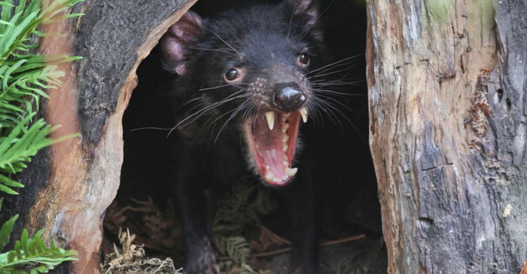 12 Fascinating Traits That Make The Tasmanian Devil A True Survivor