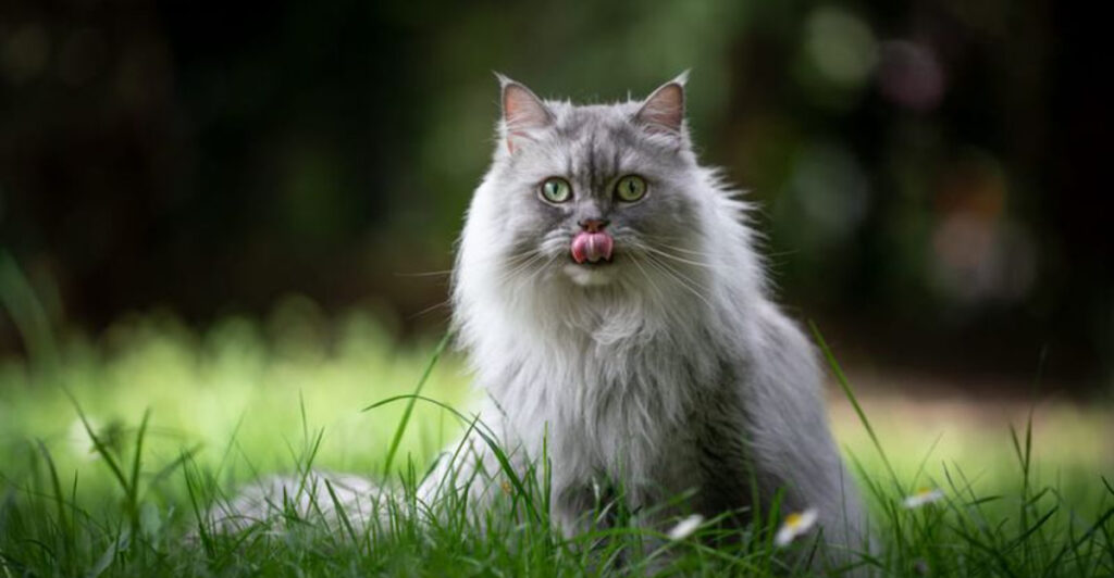 12 Gorgeous Long-Haired Cat Breeds That Will Wow You