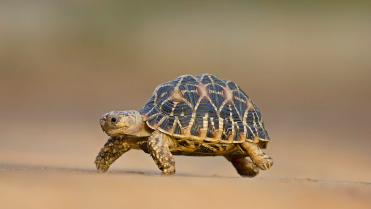 12 Land Turtles That Make Perfect Pets (And 3 Water Turtles You'll Love)