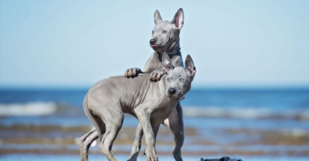 12 Lesser-Known Dog Breeds That Have A Wild Side