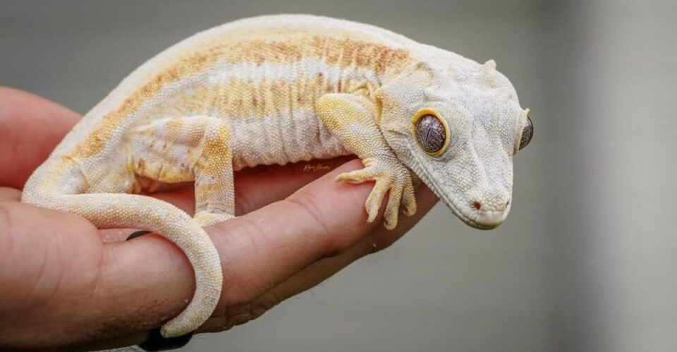 12 Low-Maintenance Exotic Lizards You’ll Love