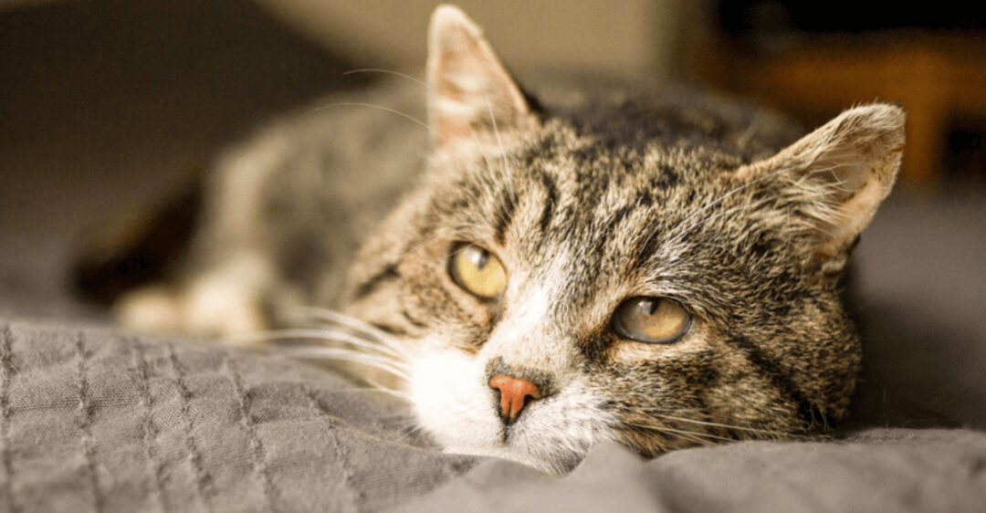 12 Major Signs Your Senior Cat Is Slowing Down