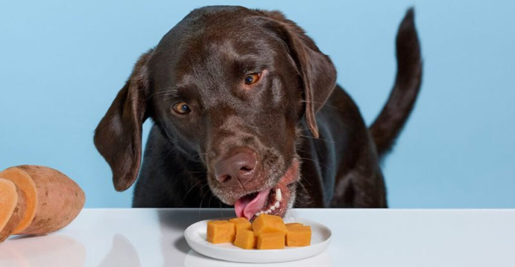 12 Natural Appetite Boosters For Picky Or Aging Dogs