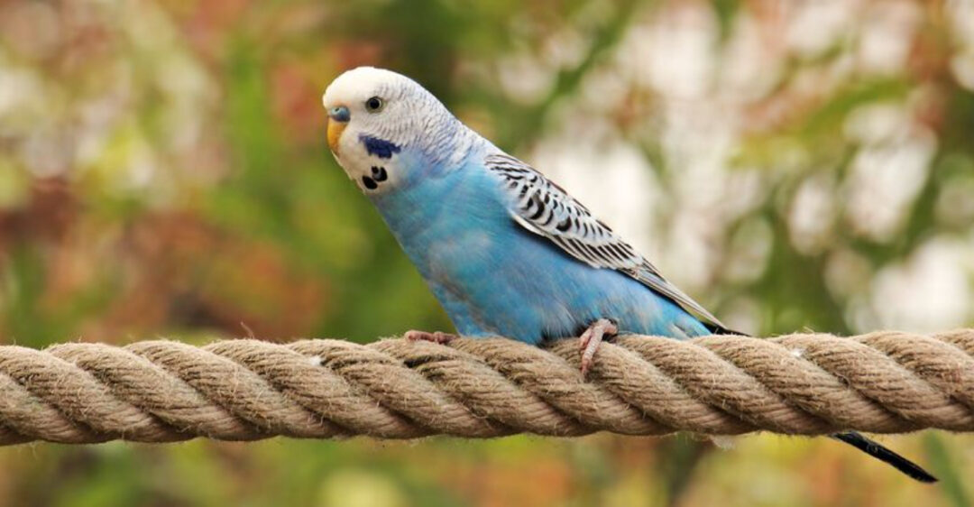 12 Pet Birds That Are Surprisingly Smart