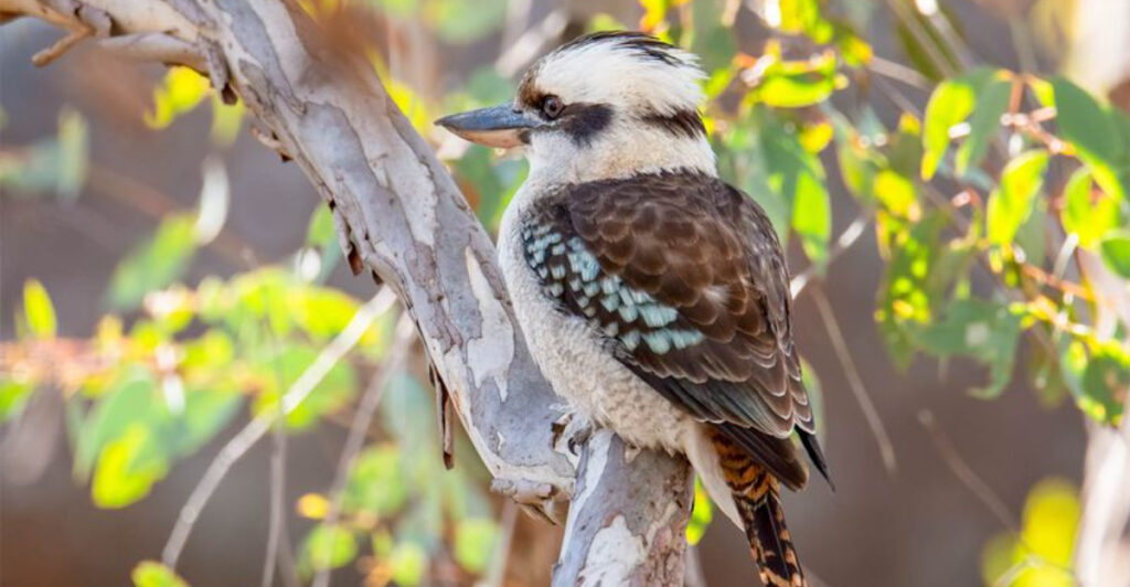 12 Quirky Habits Of Australia’s Most Famous Animals