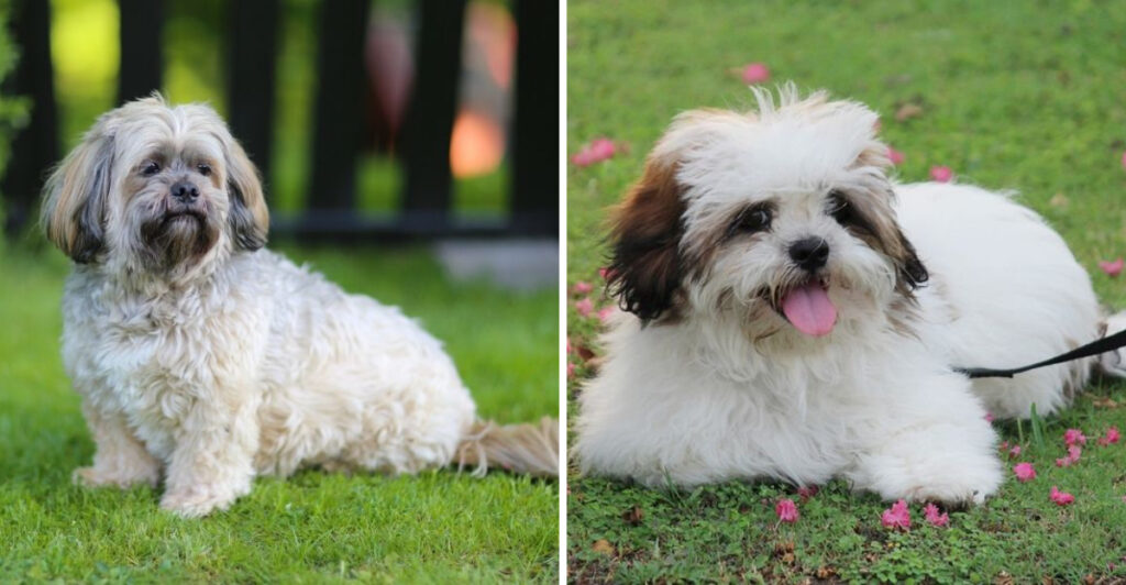 12 Reasons The Shih Tzu Is Not Like The Lhasa Apso