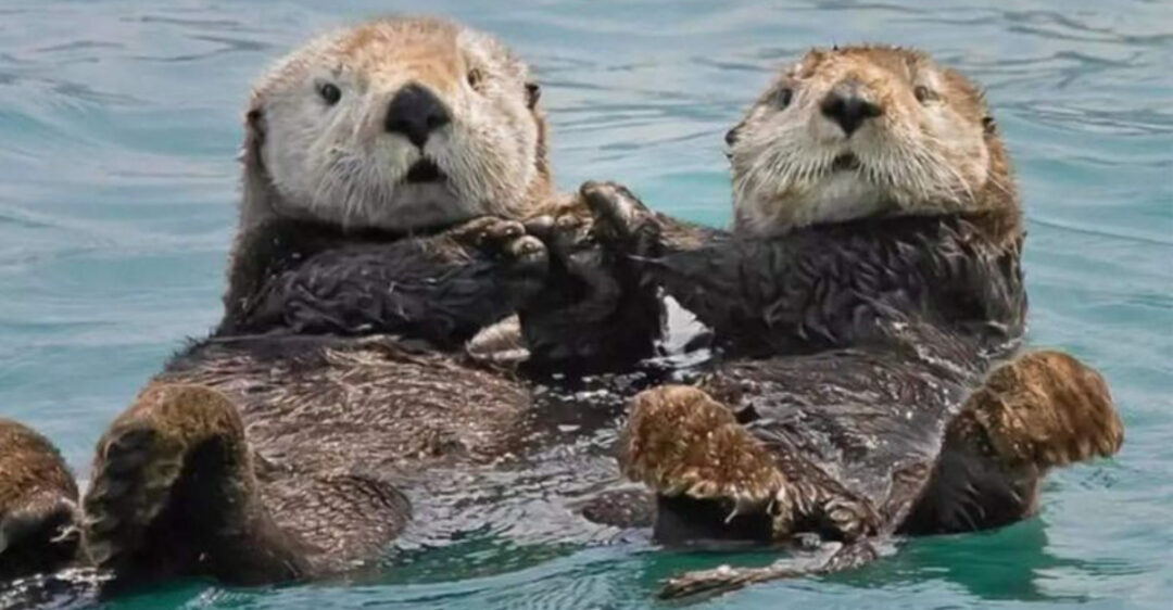 12 Reasons Why Otters Hold Hands