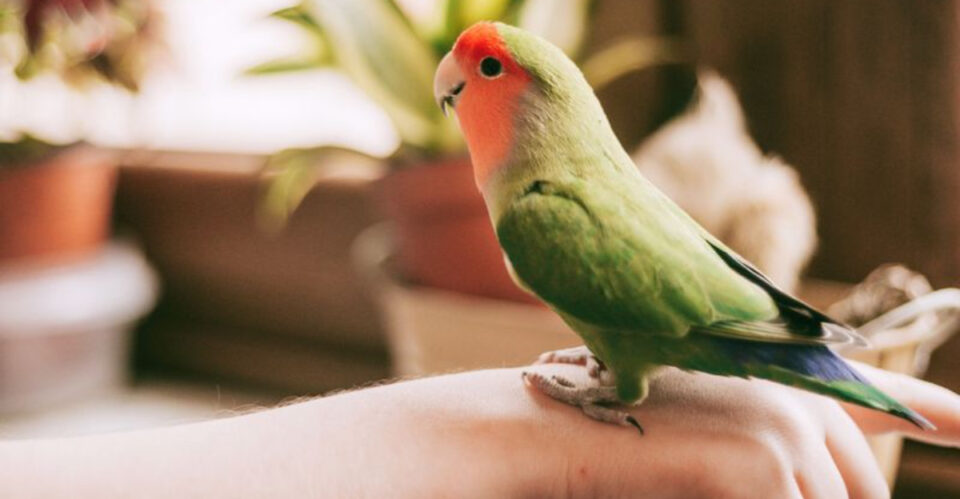 12 Signs Your Parrot Is Living A Happy, Healthy Life