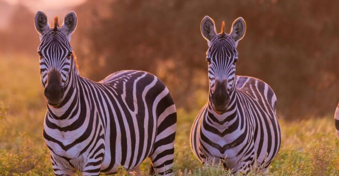 12 U.S. States Where You Can Own A Pet Zebra (With Right Permit)