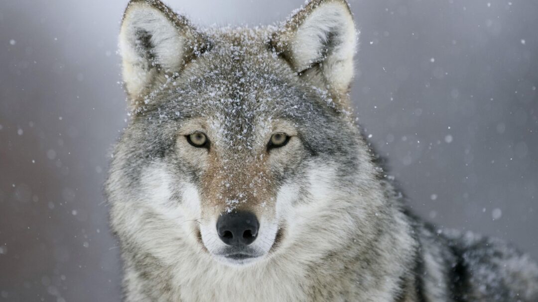 12 Symbolic Meanings Of The Wolf As A Spiritual Guide