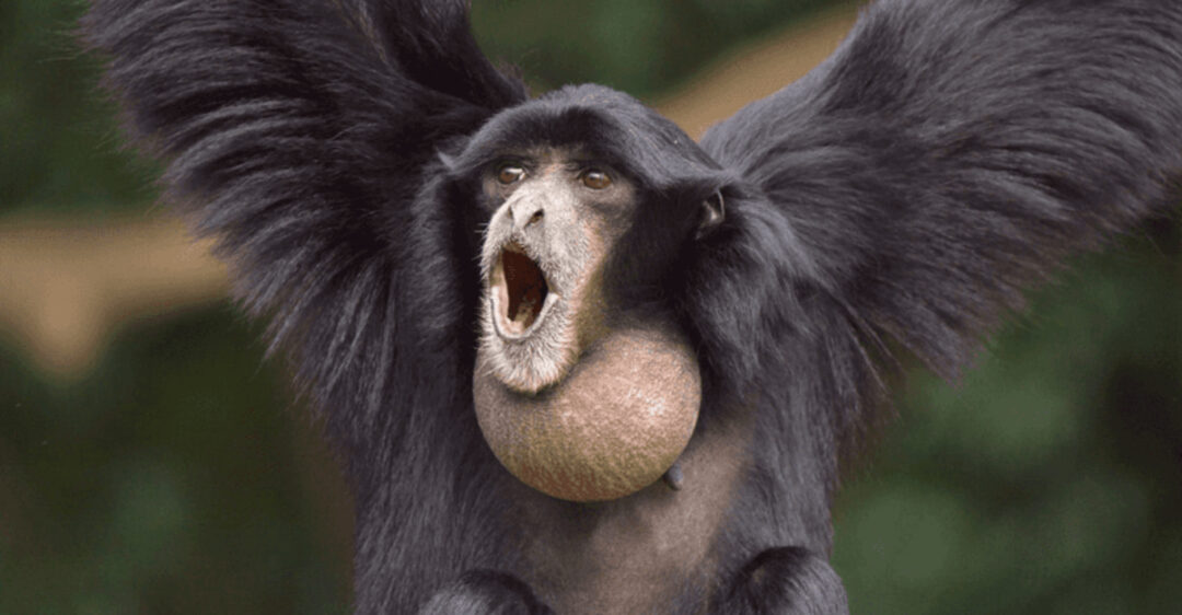 12 Unique Ways Animals Defend Themselves Without Teeth Or Claws