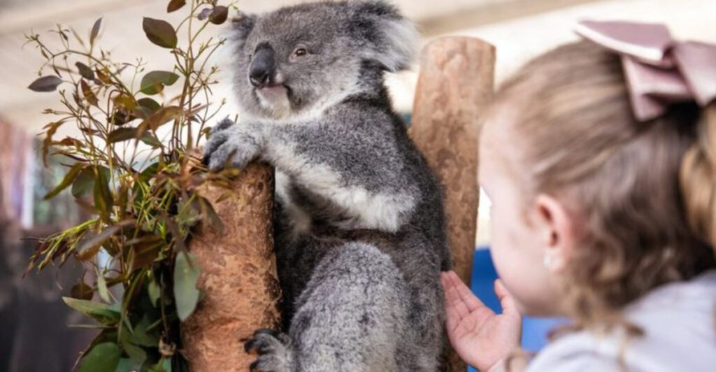 12 Unique Ways Australians Honor National Wild Koala Day