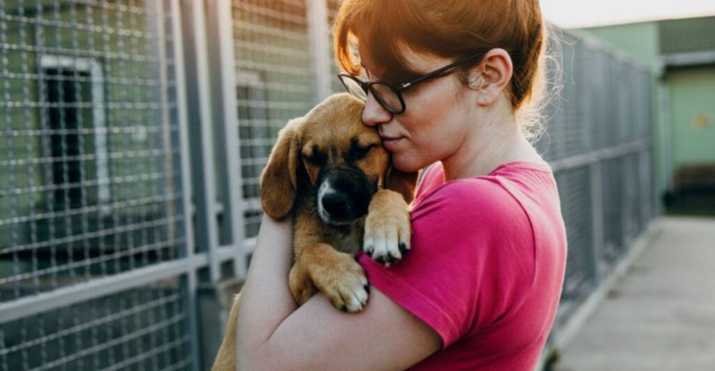 12 Useful Tips For Adopting A Dog: What To Expect And How To Prepare