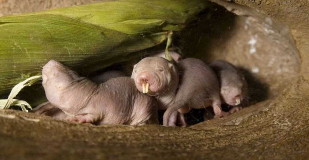 12 Weird And Wonderful Traits Of The Naked Mole Rat