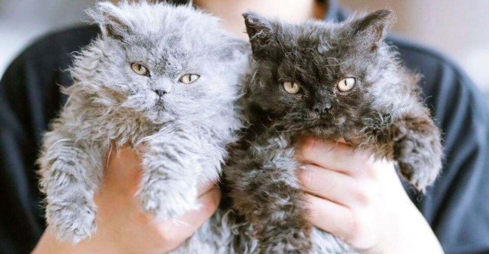 13 Adorable Traits The LaPerm Cat Uses To Charm You