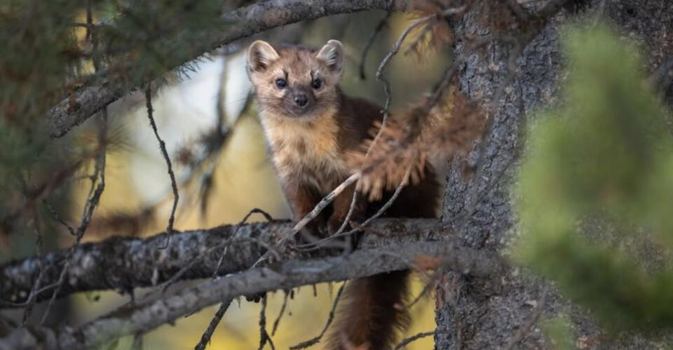 31 Fascinating Animal Habitat From Deserts To Rainforests