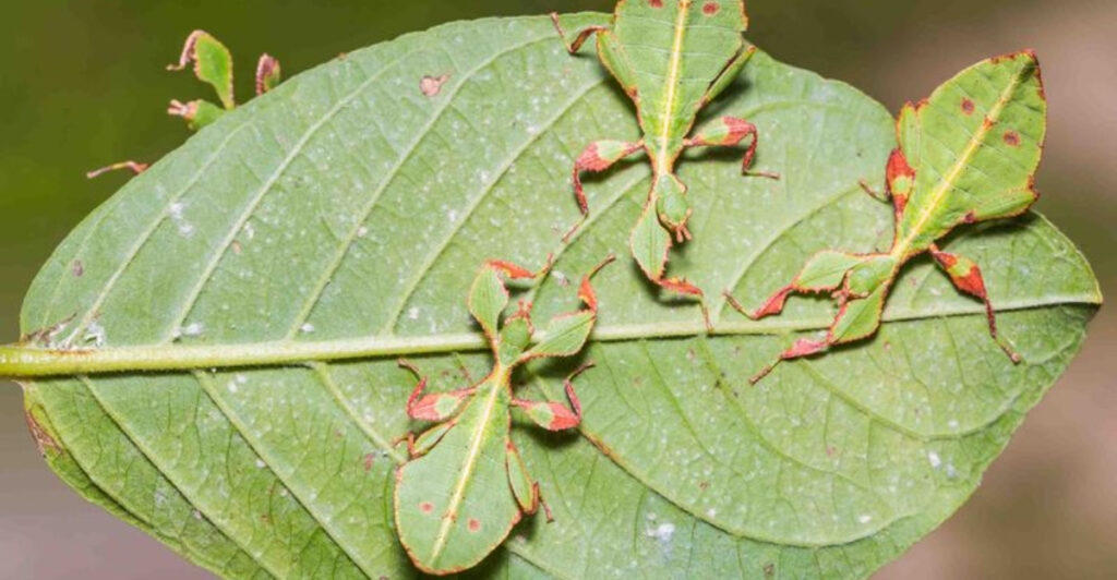 13 Animals That Use Deceptive And Clever Tactics To Outsmart Nature