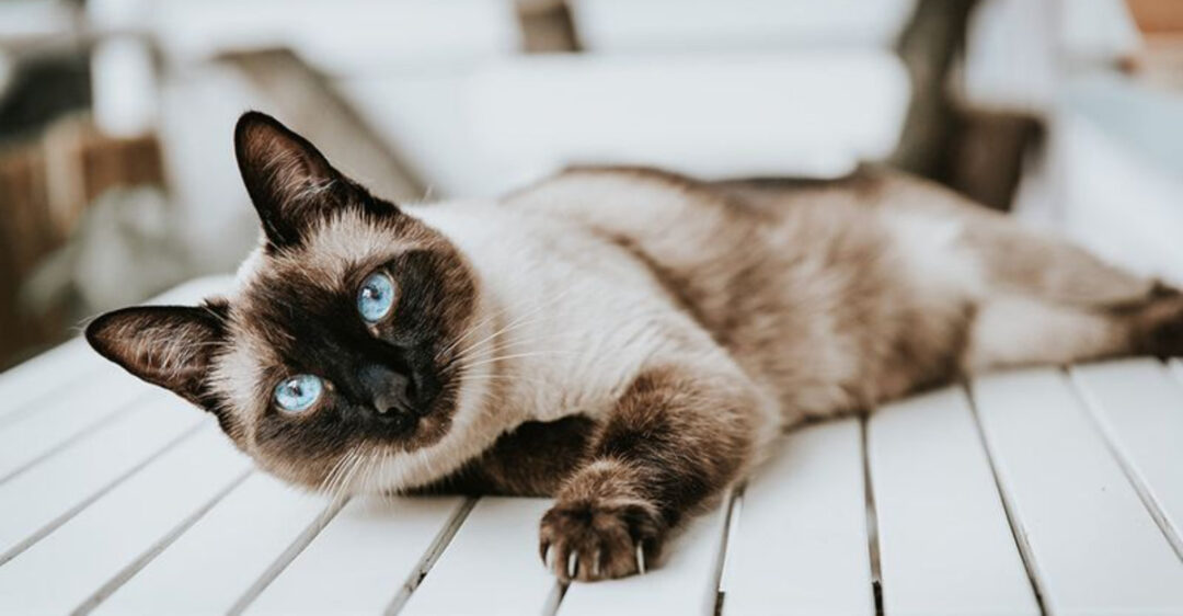 13 Cat Breeds That Are Known For Being “Velcro Cats”