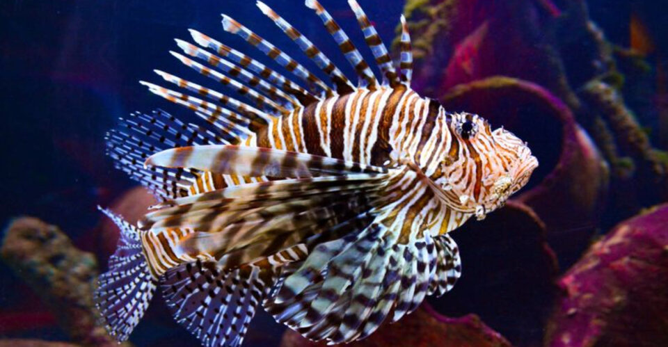 13 Fish Species I’d Skip As Pets (And Here’s Why)