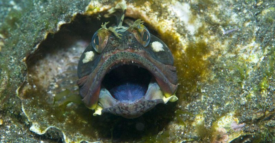 13 Freaky Facts About The Sarcastic Fringehead, The Weirdest Face In ...