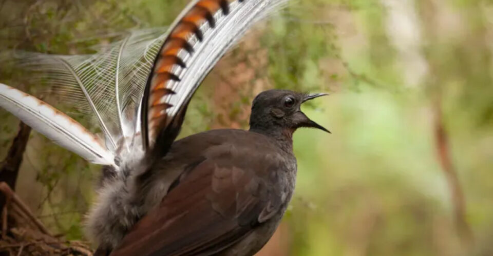 13 Fun Habits Birds Have That Will Make You Smile