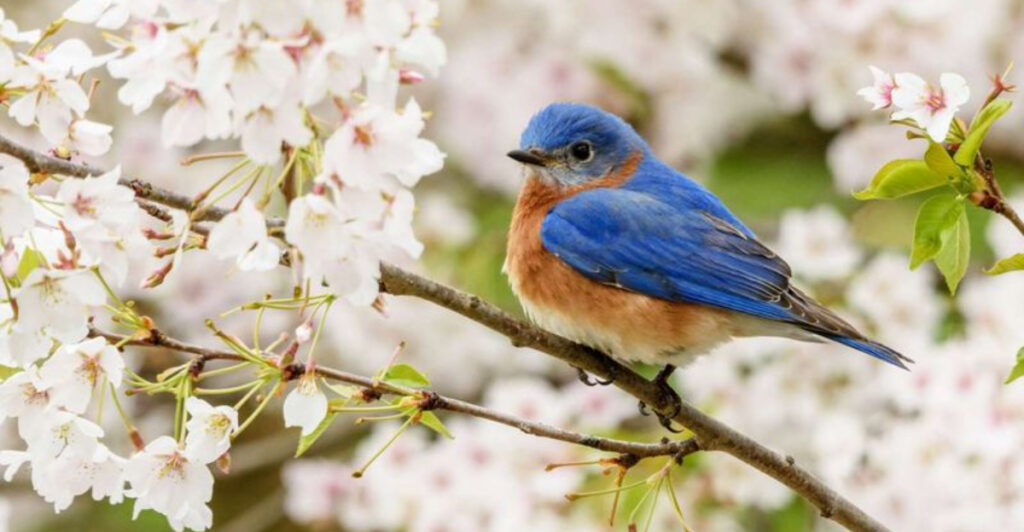 13 Gorgeous Plants That Attract Bluebirds To Your Garden