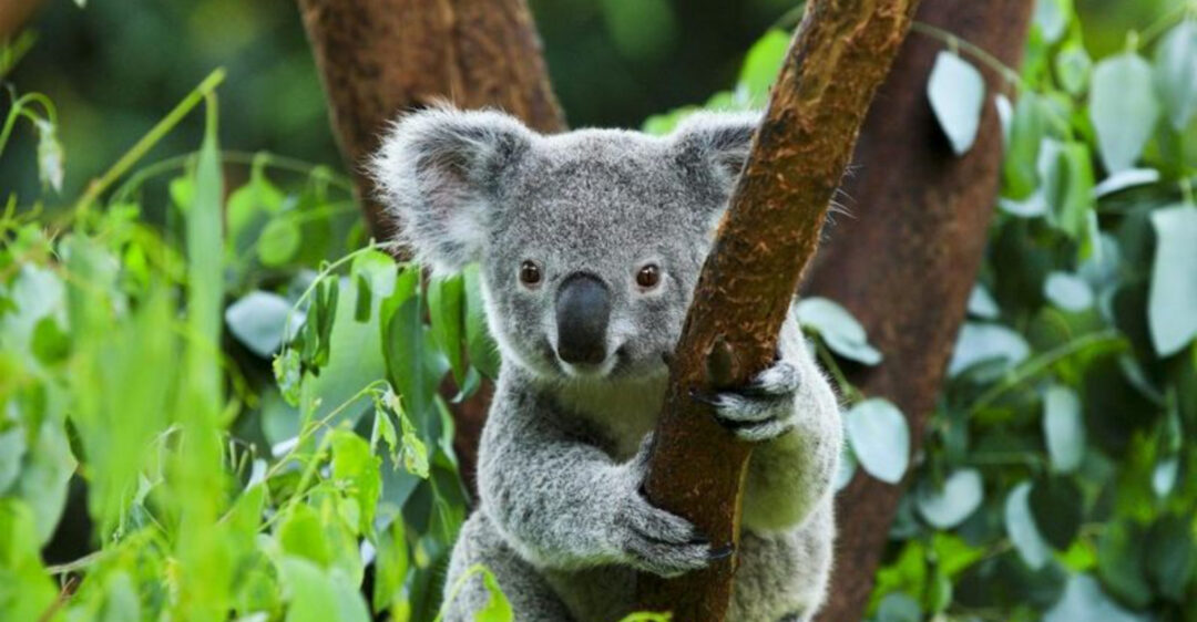 13 Historic Moments That Led To National Wild Koala Day