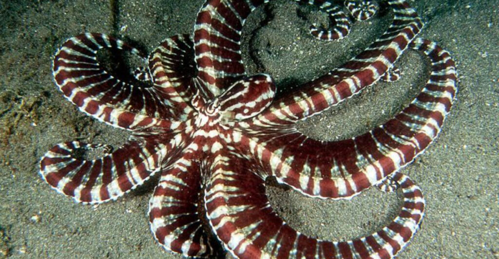 13 Mind-Blowing Facts About The Mimic Octopus: The Ultimate Shape-Shifter