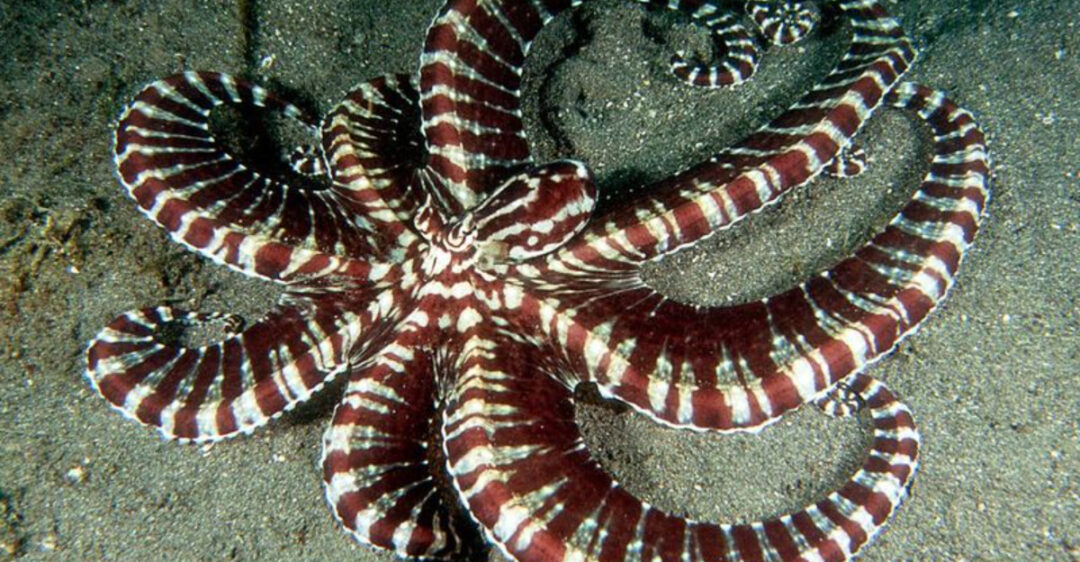 13 Mind-Blowing Facts About The Mimic Octopus: The Ultimate Shape-Shifter