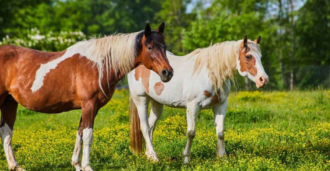 13 Most Overrated Horse Breeds