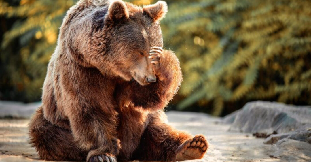 13 Possible Explanations Why Animals Eat Poop (Their Own And Other ...