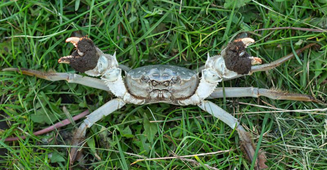 13 Remarkable Animals That Thrive In Both Salt And Freshwater