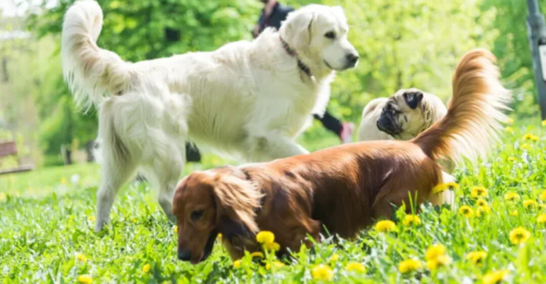13 Small Dog Breeds That Get Along Great With Other Dogs
