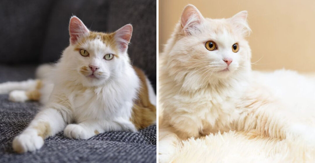 13 Traits That Set The Turkish Angora Apart From The Turkish Van