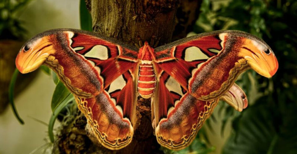 13 Unique Butterflies That Are Nature’s Best-Kept Secrets