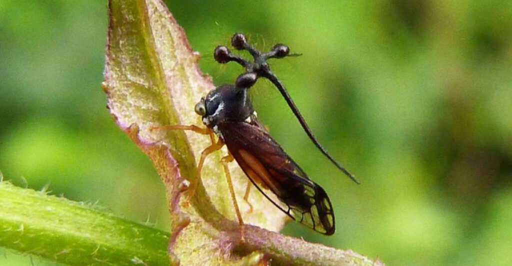 13 Wild Facts About The Brazilian Treehopper, The Strangest Insect Ever