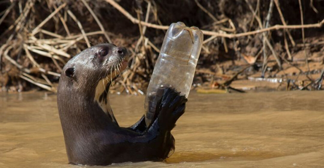 14 Animals Born With Plastic In Their Bodies