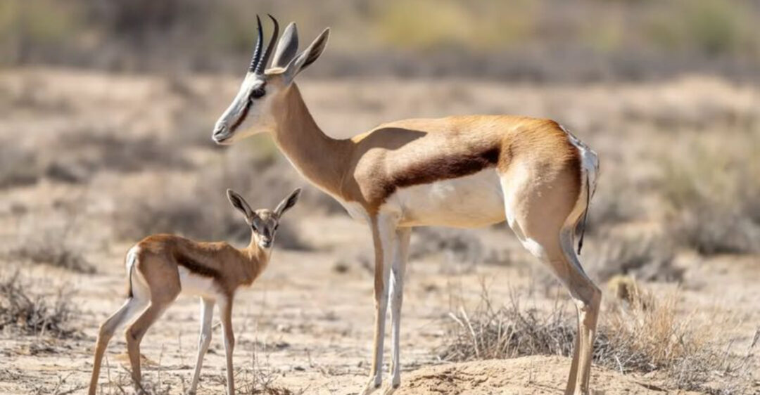 14 Animals That Are Born Ready To Survive