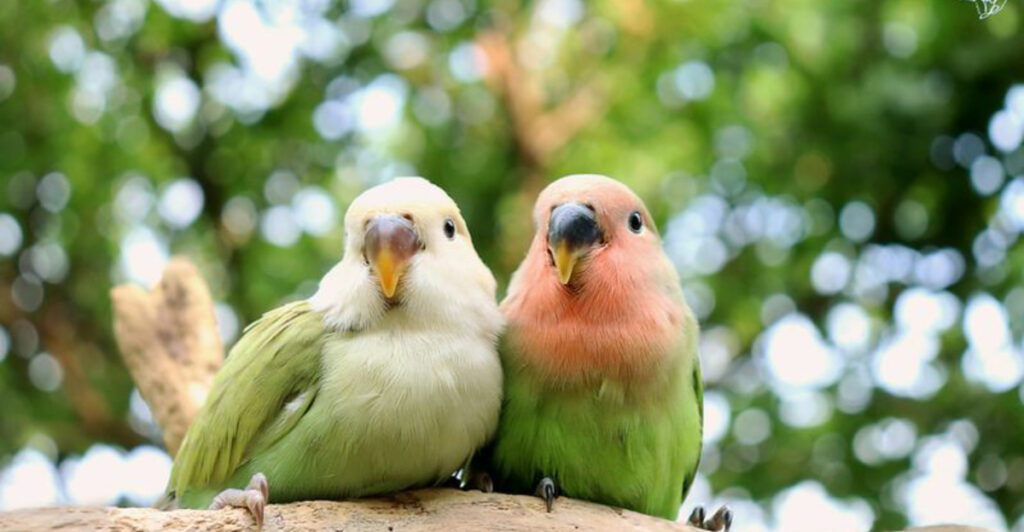 14 Birds That Thrive Outside The Cage