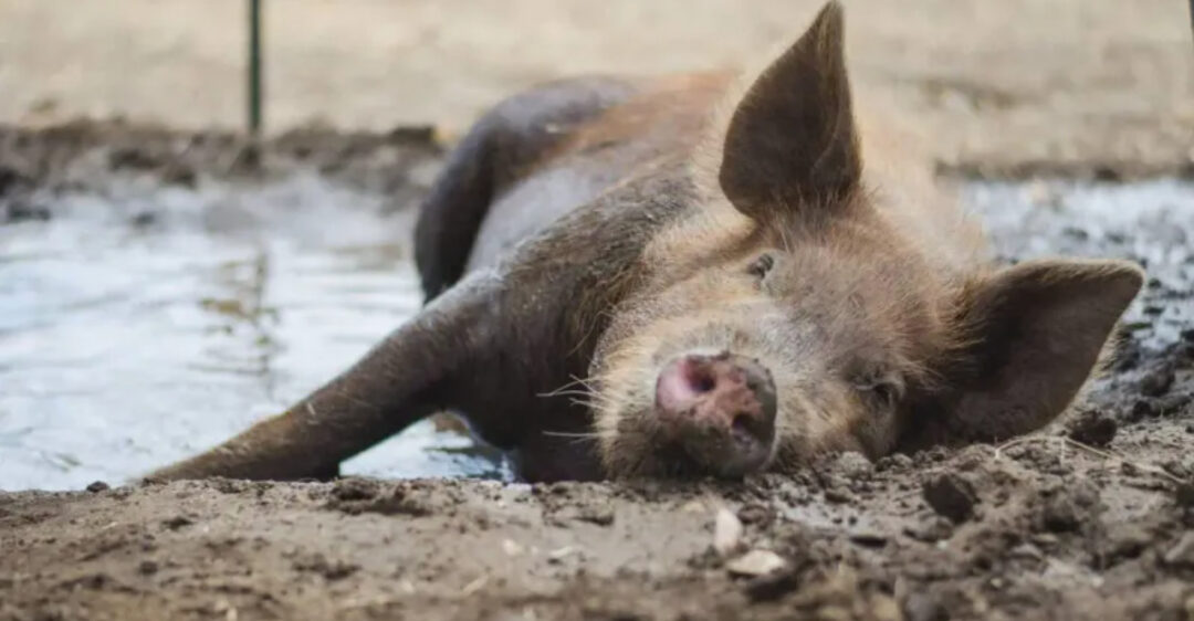 14 Bizarre Grooming Habits Animals Use To Clean Themselves