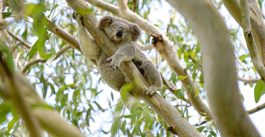 14 Conservation Wins Worth Celebrating On National Wild Koala Day