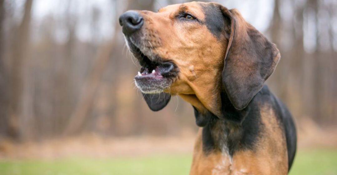 14 Dog Breeds Known For Their Loud, Intimidating Barks
