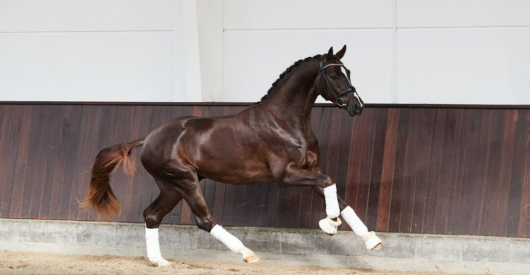 14 Essential Facts About The Hanoverian Horse: Strength And Grace Combined