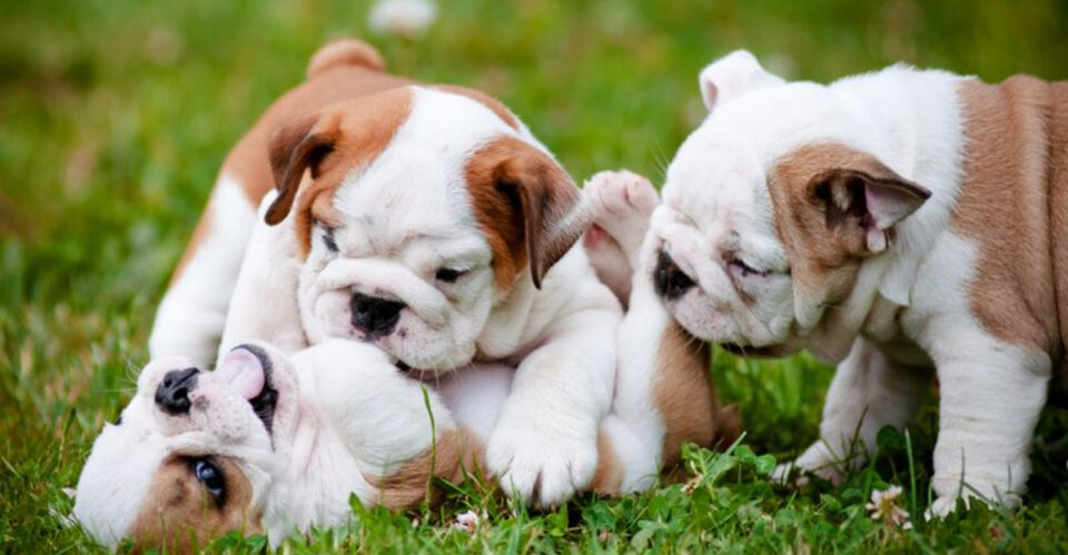 14 Essential Puppy Development Stages And Key Milestones