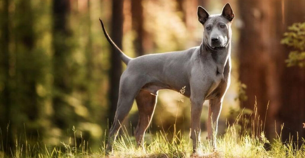14 Fascinating Facts About The Thai Ridgeback