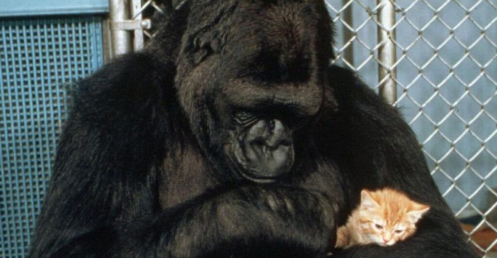 14 Heart-Melting Acts Of Compassion By Animals, Not Humans