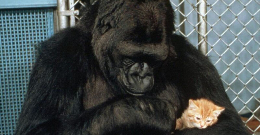 14 Heart-Melting Acts Of Compassion By Animals, Not Humans